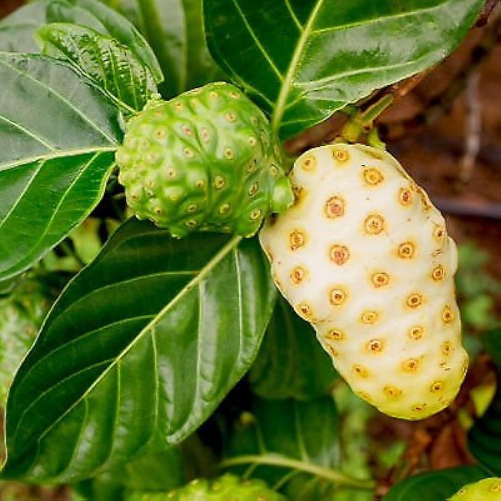 50+ Seeds- Organic Noni Fruit Seeds For Planting. Grow All India ...