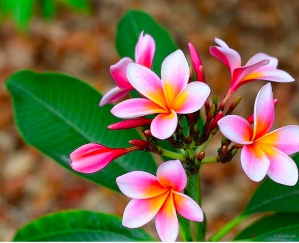 Combo Pack Of-4 Red Kathchapa Flower Plant, Yellow Kathchapa Flower Pl ...