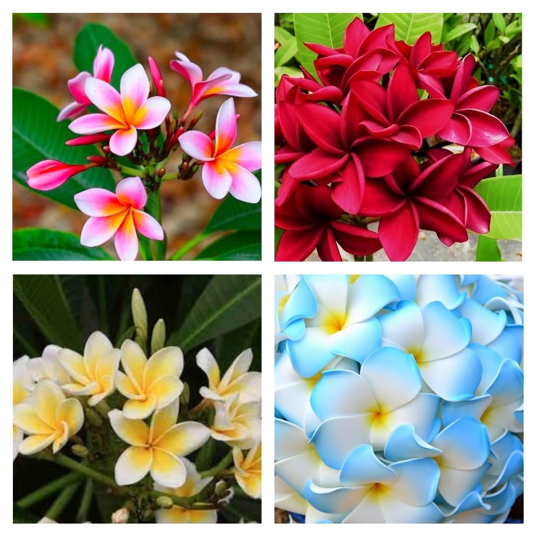 Combo Pack Of-4 Red Kathchapa Flower Plant, Yellow Kathchapa Flower Pl ...