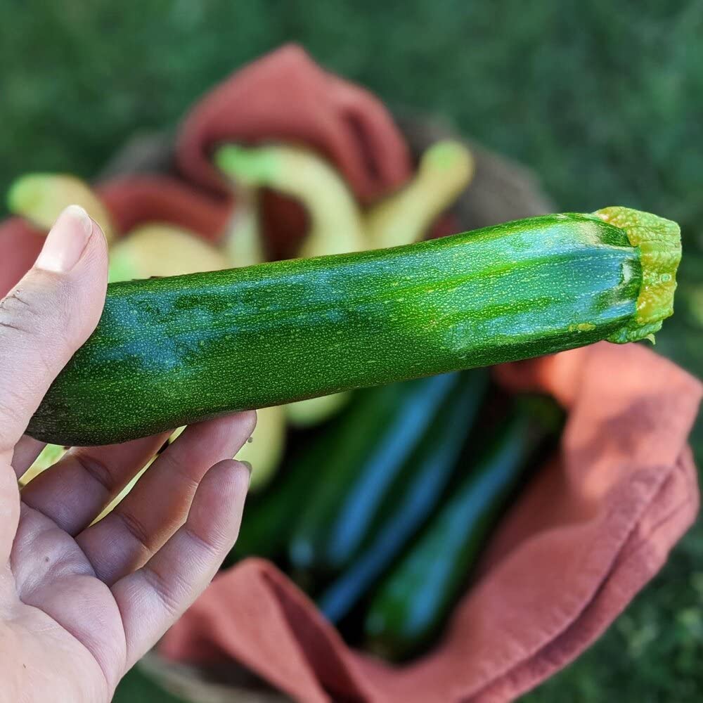 Squash Green zucchini Seed Hybrid Long Zuchhini Vegetable Seeds Best F ...