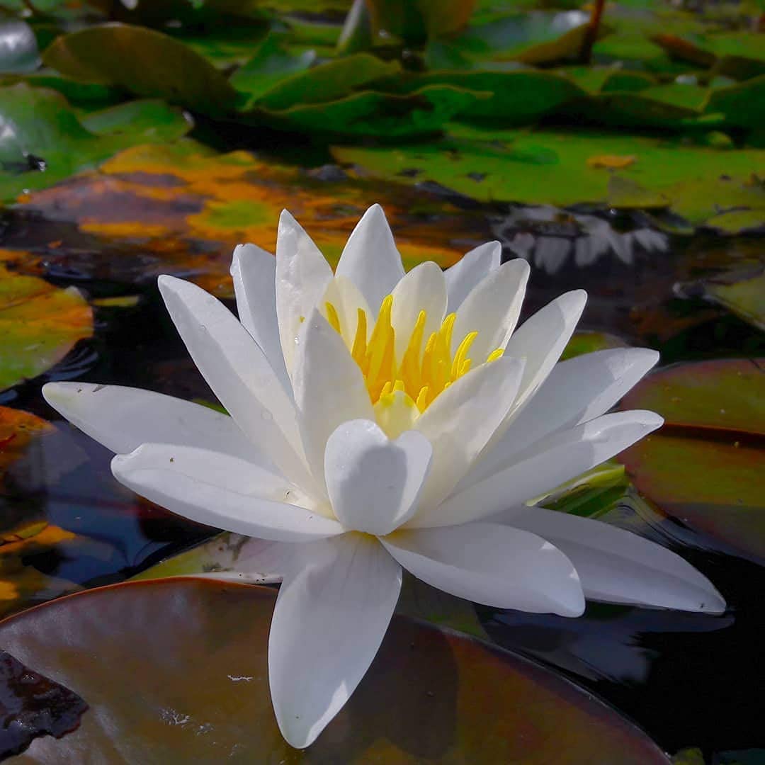 20+ SEEDS- Hybrid Asiatic White Lotus Flower Seeds- Grow Indoor or Out ...