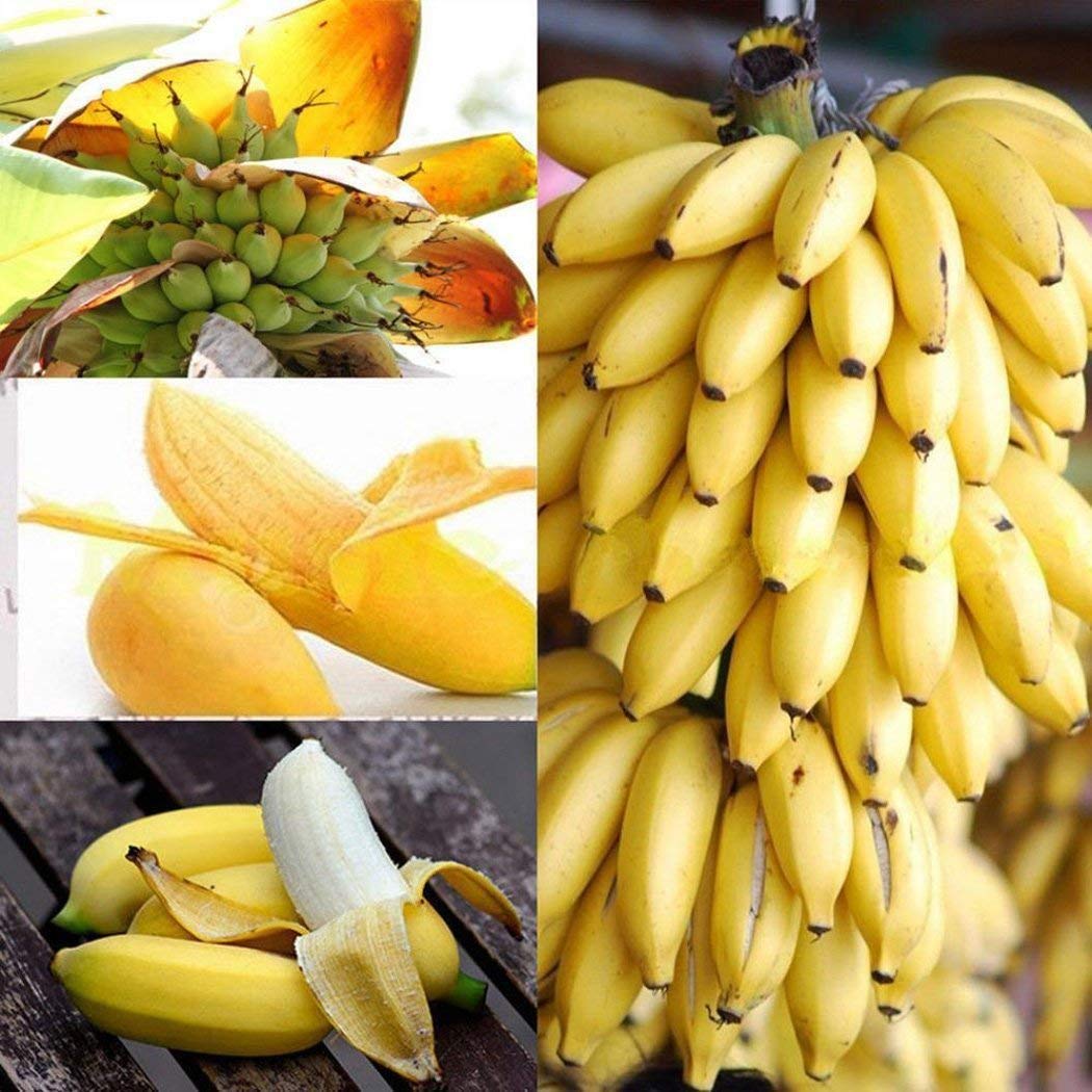 50 SEEDS- All Season Dwarf Banana Tree Seeds - Grow Indoor or Outdoor ...