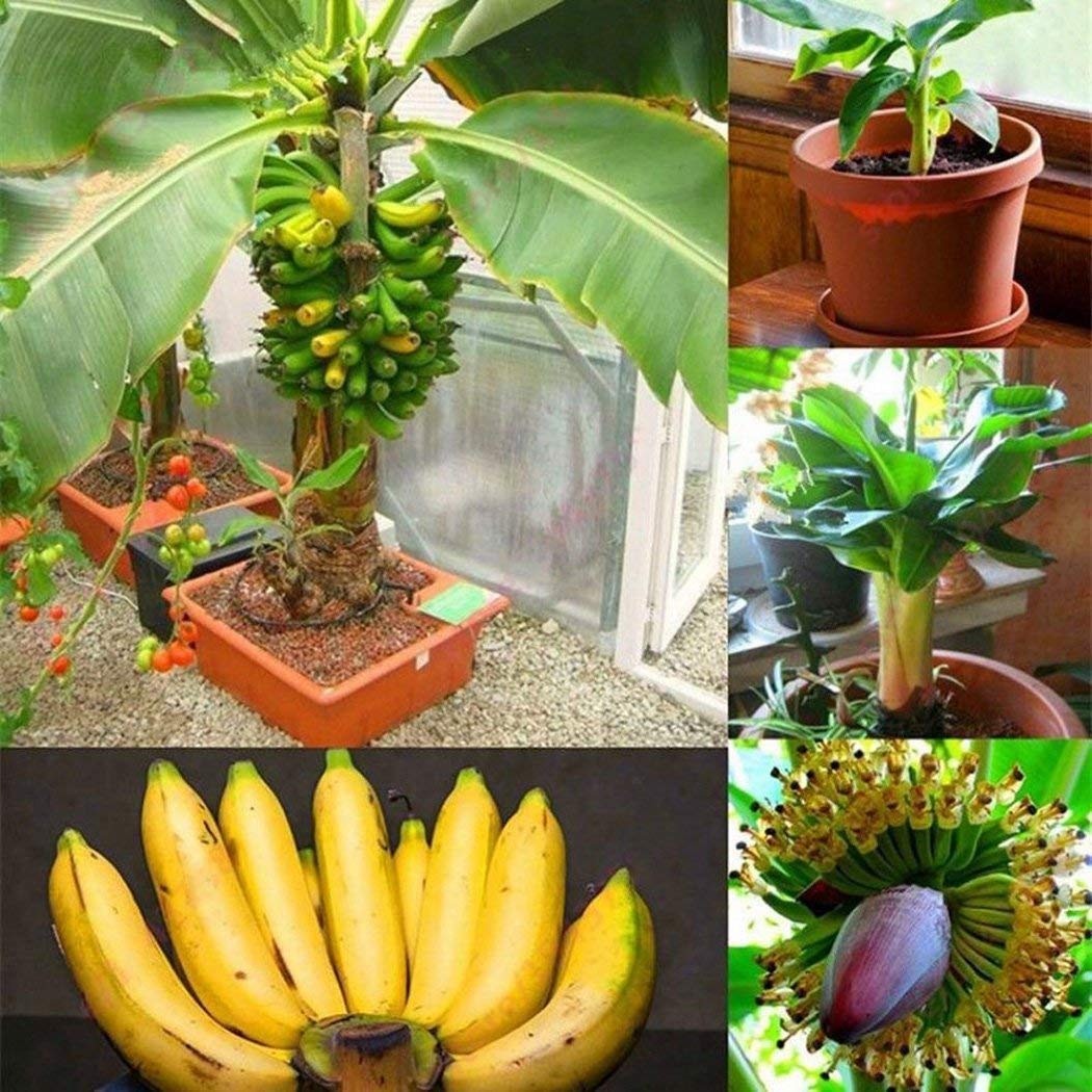 50 SEEDS- All Season Dwarf Banana Tree Seeds - Grow Indoor or Outdoor ...