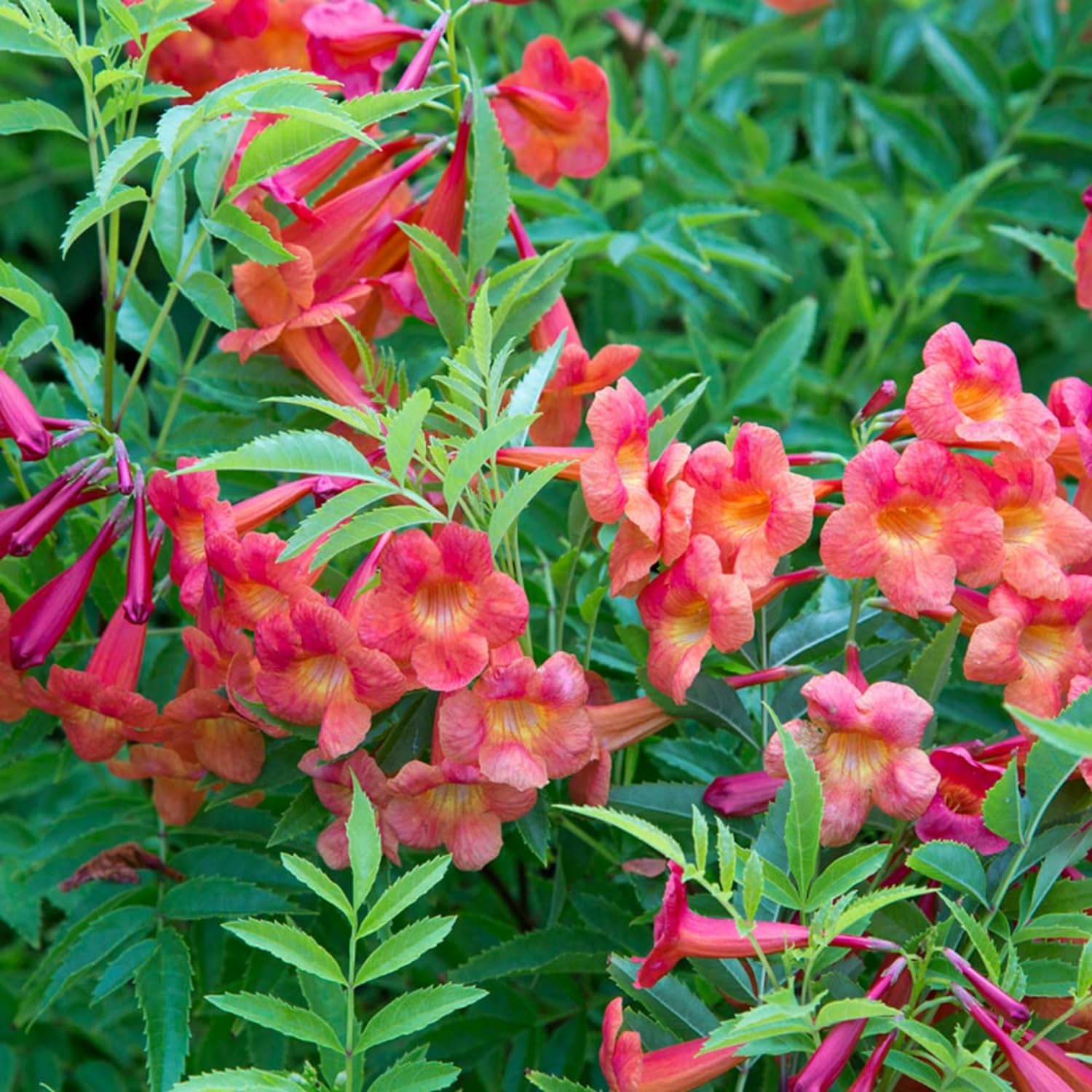 Hug A Plant | Red Tecoma/The Cape Honeysuckle (Tecoma capensis) Flower ...