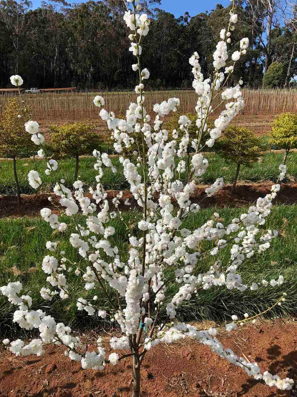 35+ SEEDS- Peach Flower Tree Seeds For Planting- Grow Year Round. (PIN ...