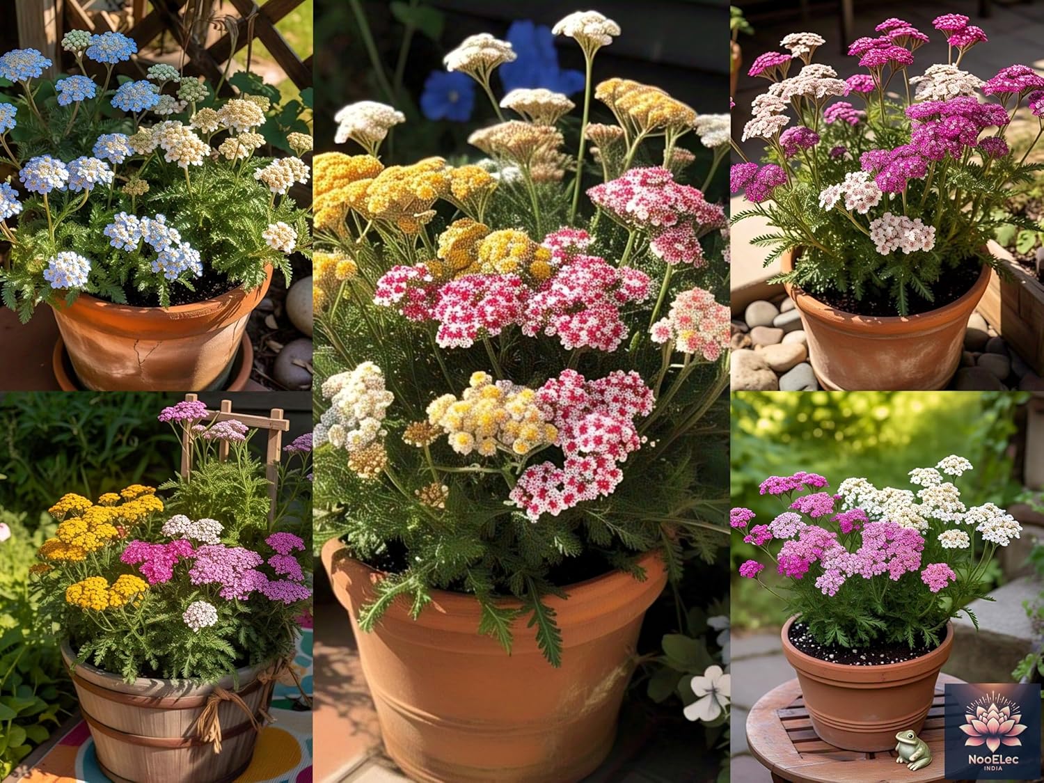 100+ SEEDS- All Seasons Yarrow Flower Mix Seeds - Easy to Grow, Year ...