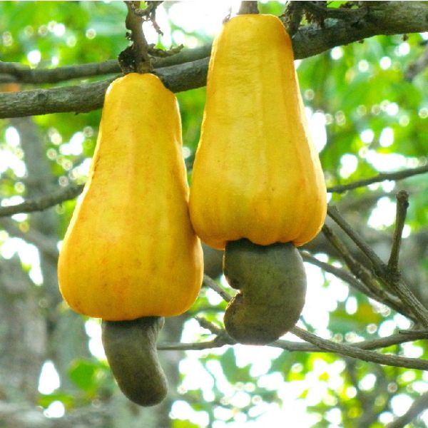 Buy Anacardium Occidentale Seeds | Grow Your Own Cashew Tree – Seeds Ville